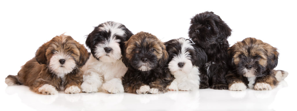 group of lhasa apso puppies on white - Skyridge Doodles