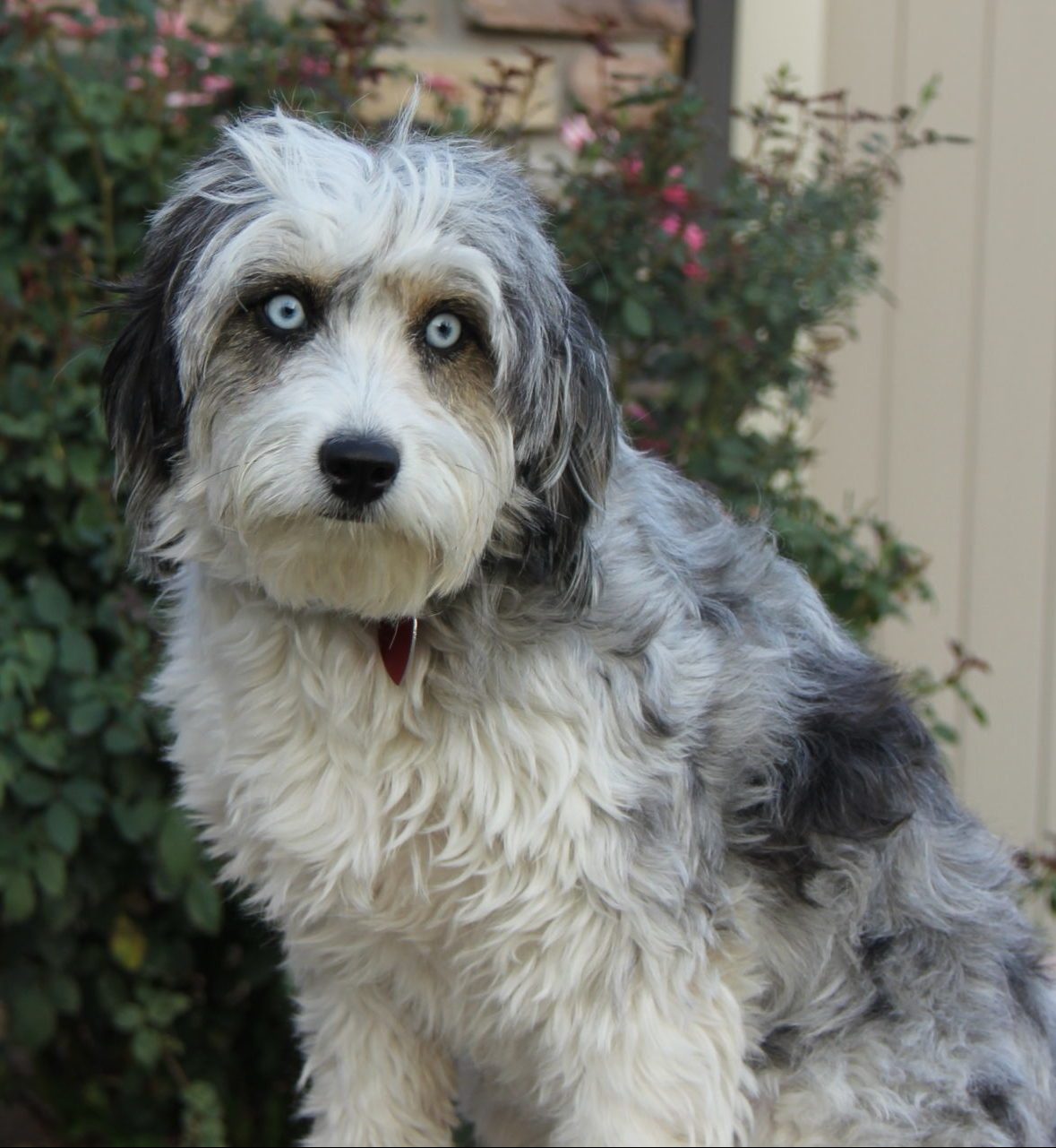 Our Dogs | Skyridge Doodles